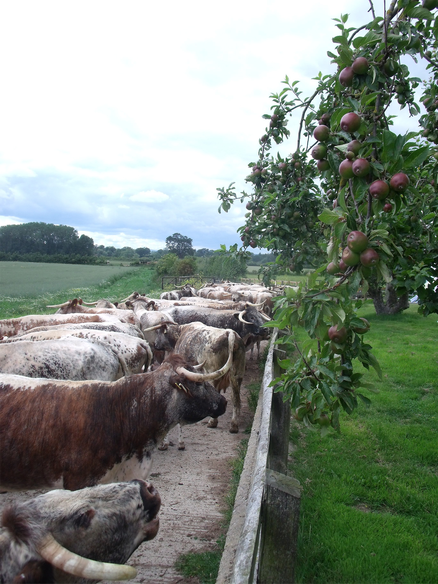 | Great Berwick Organics